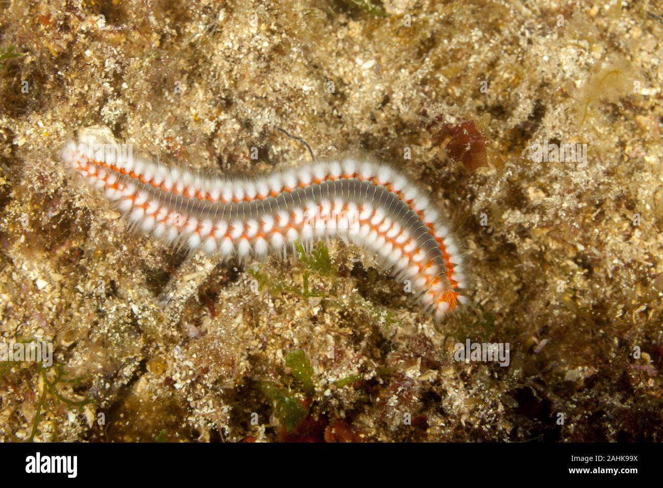 The bearded fireworm (Hermodice carunculata) is a type of marine ...