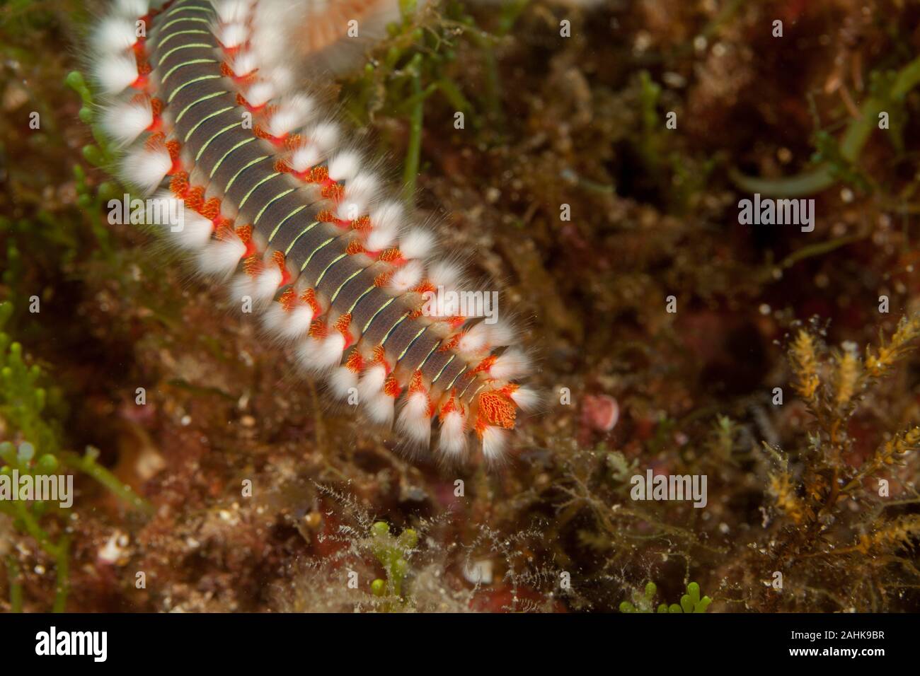 Bearded fireworm, Hermodice carunculata Stock Photo - Alamy
