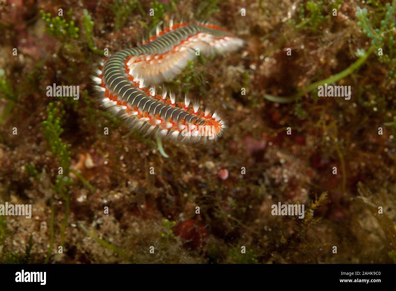 Bearded fireworm, Hermodice carunculata Stock Photo - Alamy