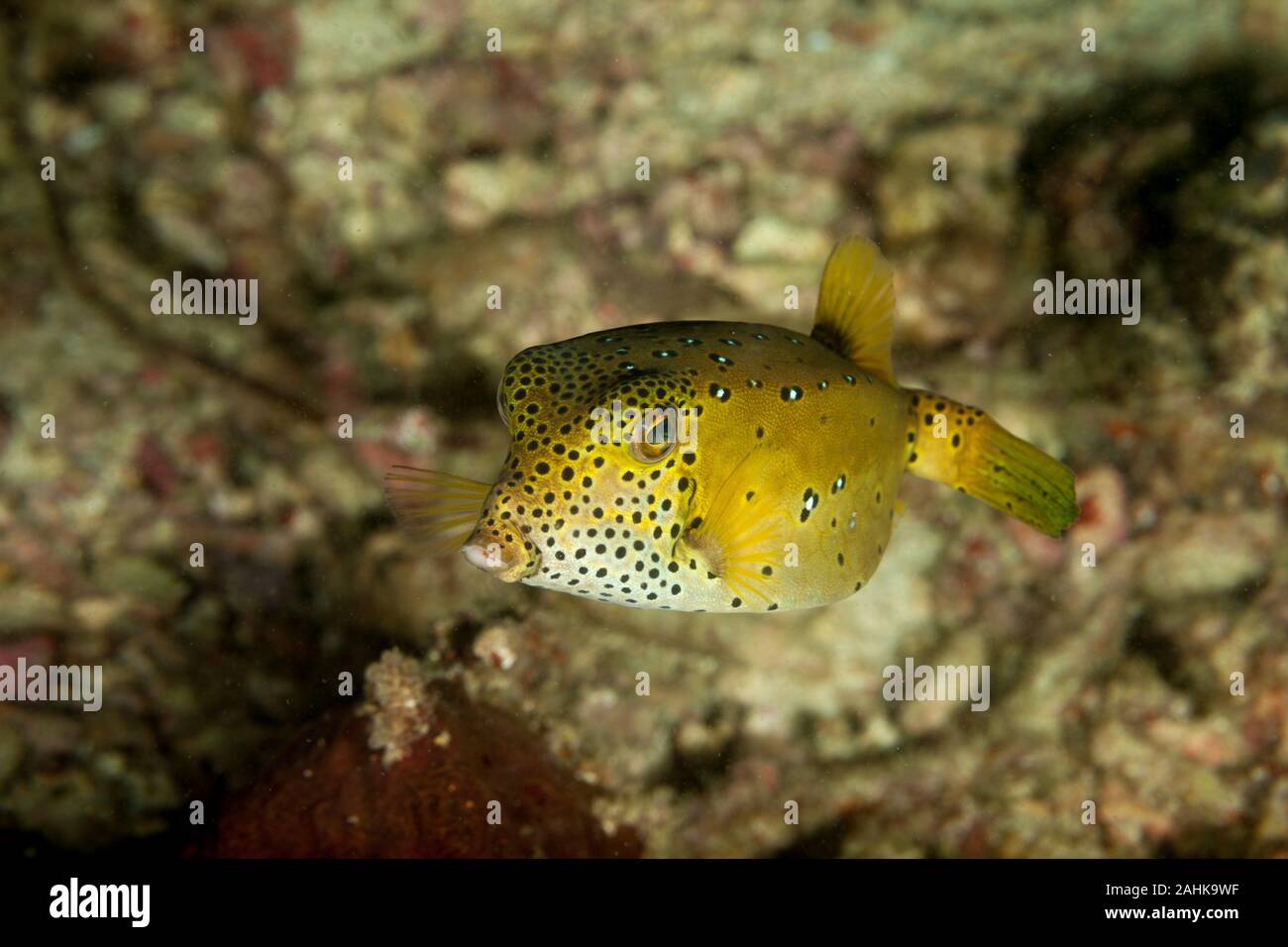 Yellow boxfish, Ostracion cubicus Stock Photo - Alamy