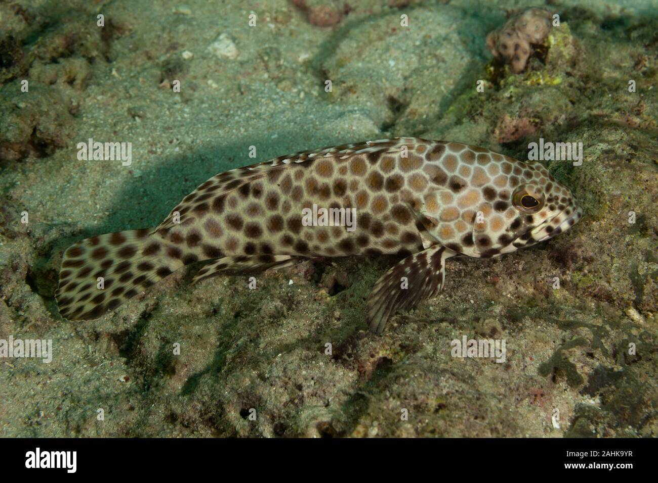 Mero Fish High Resolution Stock Photography and Images - Alamy
