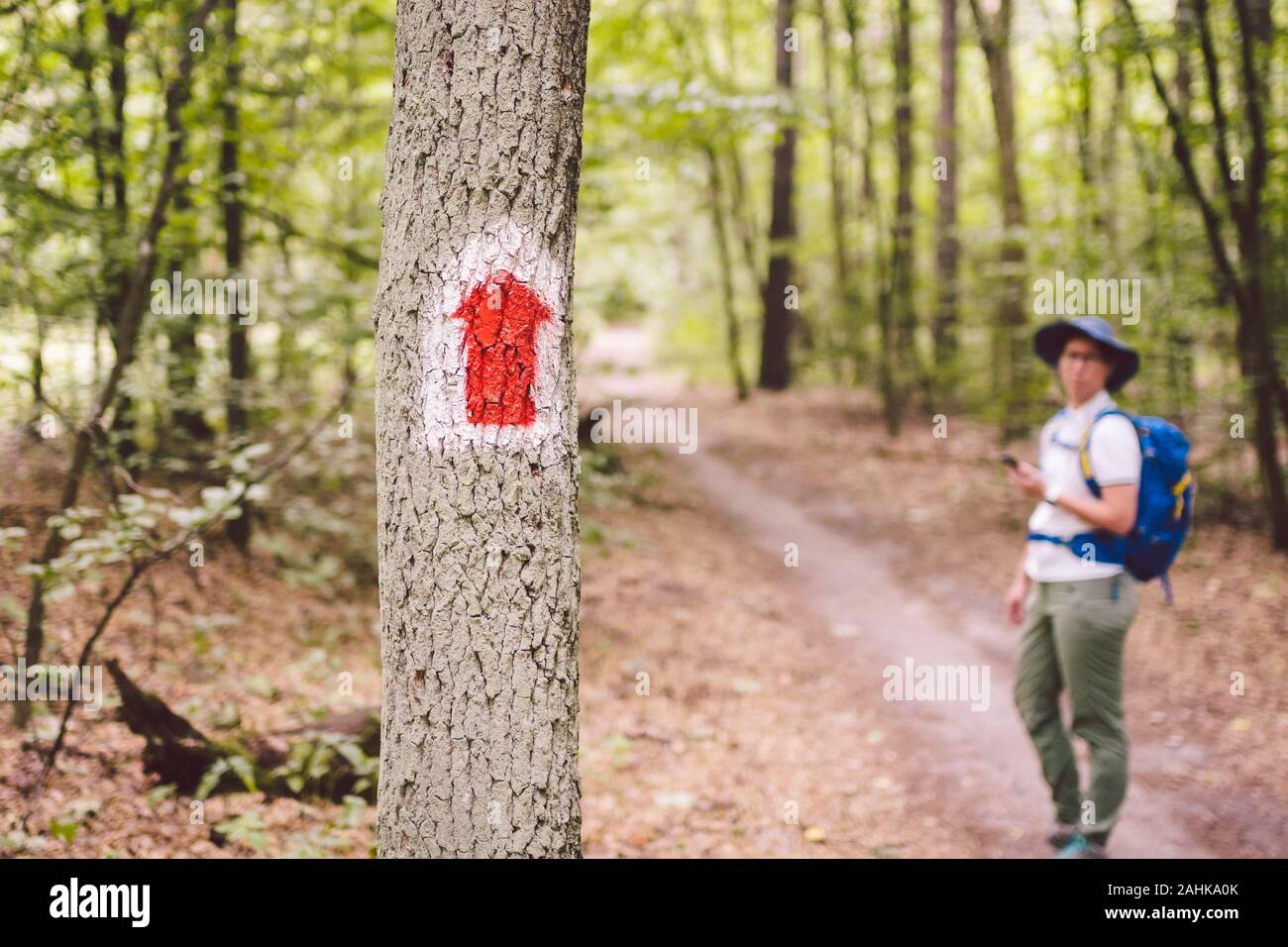 Hiking marked trail in the forest. Marking the tourist route painted on ...
