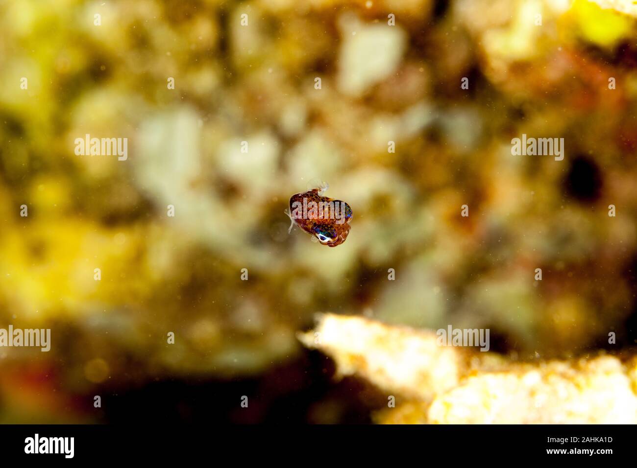 Bobtail squid (order Sepiolida) are a group of cephalopods closely ...