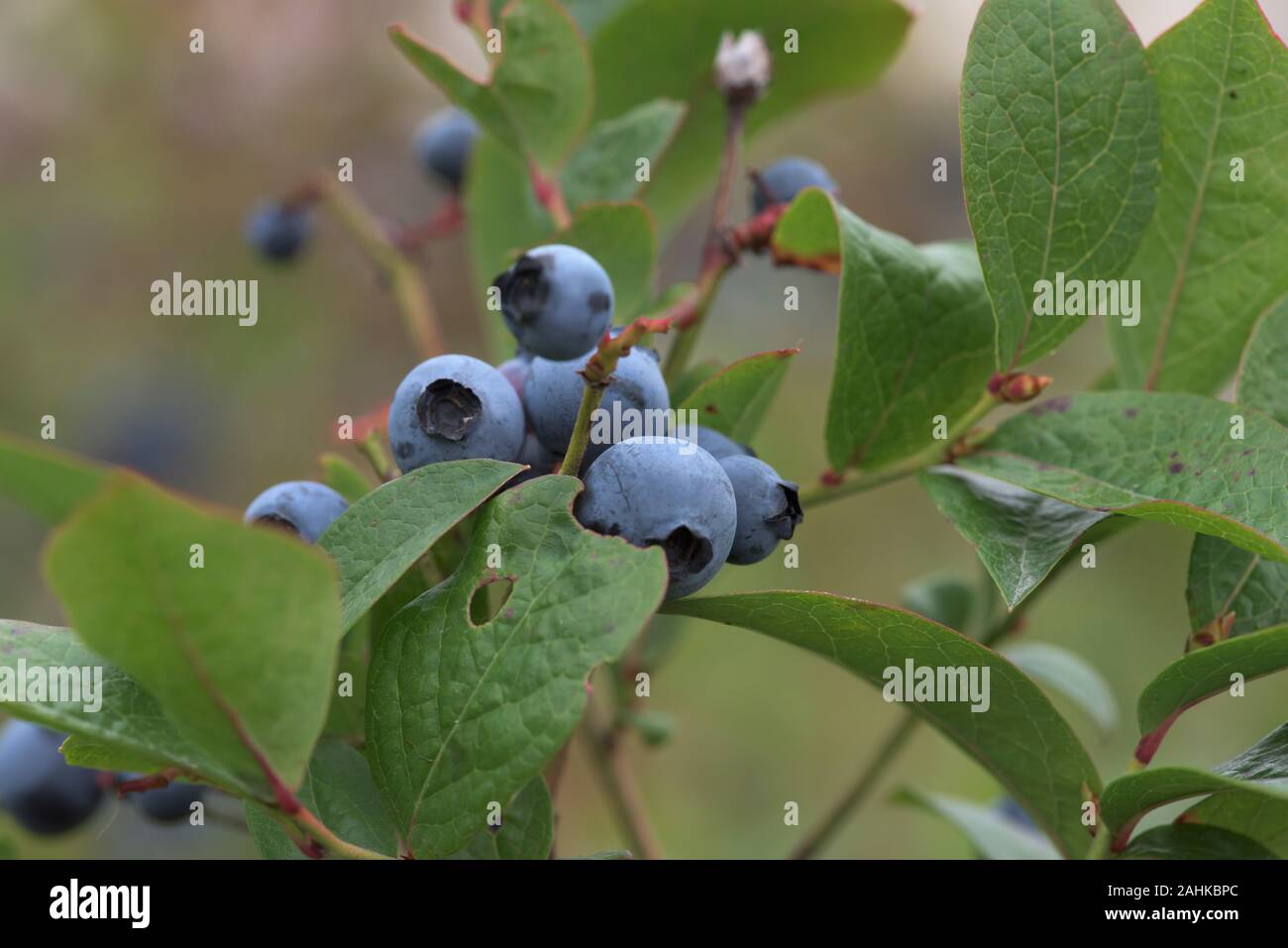 Ripe large sweet blueberries hi-res stock photography and images - Alamy