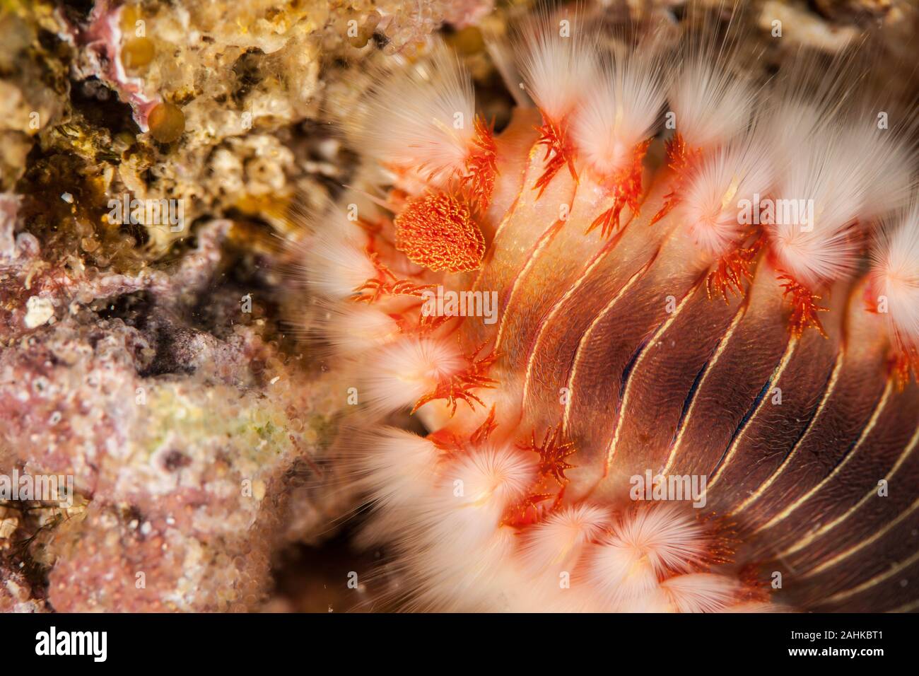 The bearded fireworm (Hermodice carunculata) is a type of marine ...