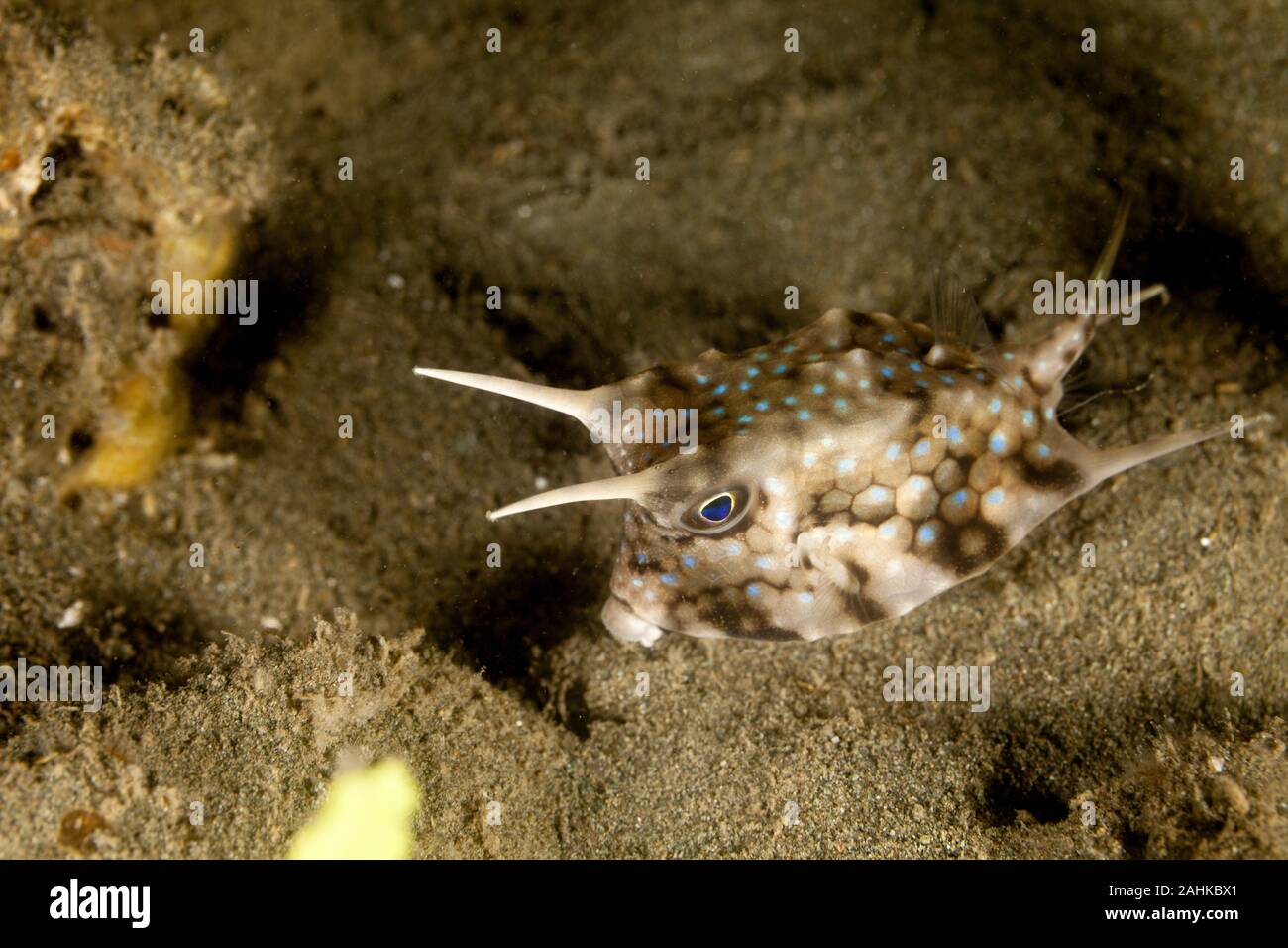 Long Horn Cow Fish High Resolution Stock Photography and Images - Alamy