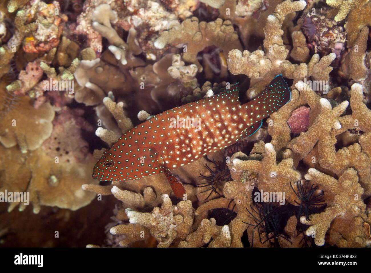 Mero fish hi-res stock photography and images - Alamy