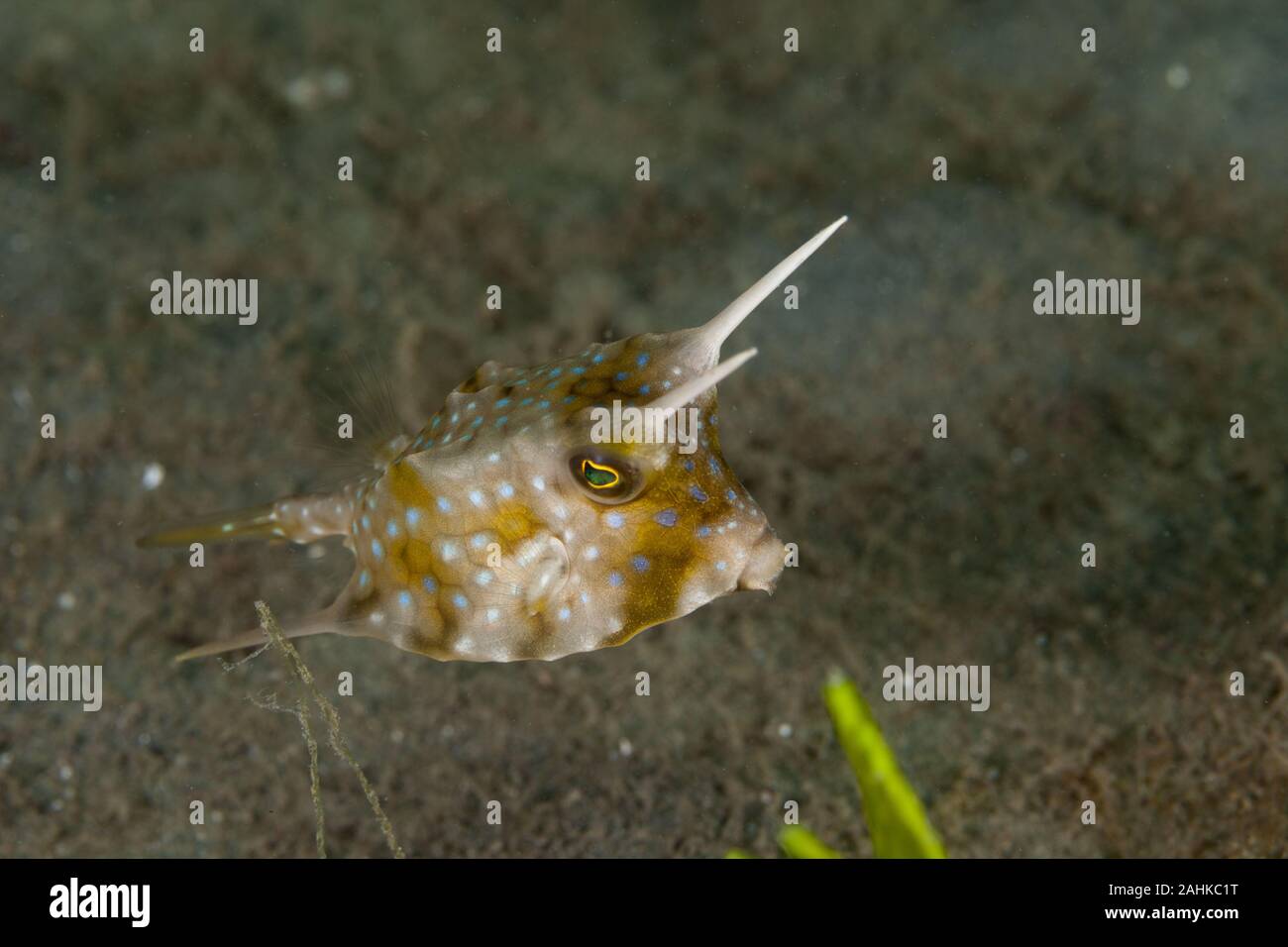 Longhorn cowfish, Lactoria cornuta, also called the horned boxfish ...