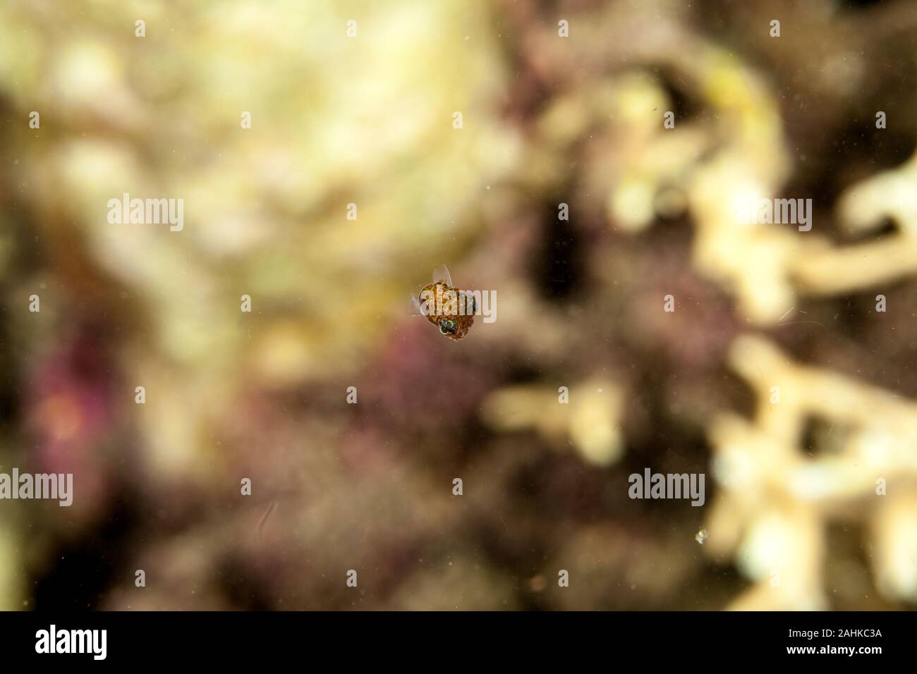 Bobtail squid (order Sepiolida) are a group of cephalopods closely ...