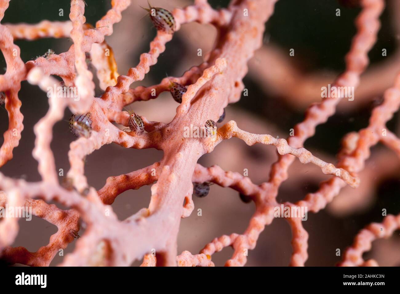 Ladybug amphipod hi-res stock photography and images - Alamy