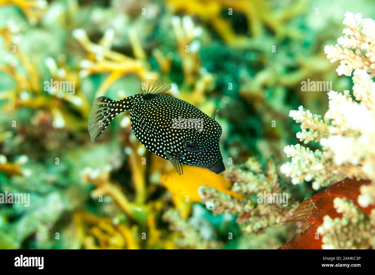 Juvenile White-spotted Boxfish, Ostracion meleagris Stock Photo - Alamy