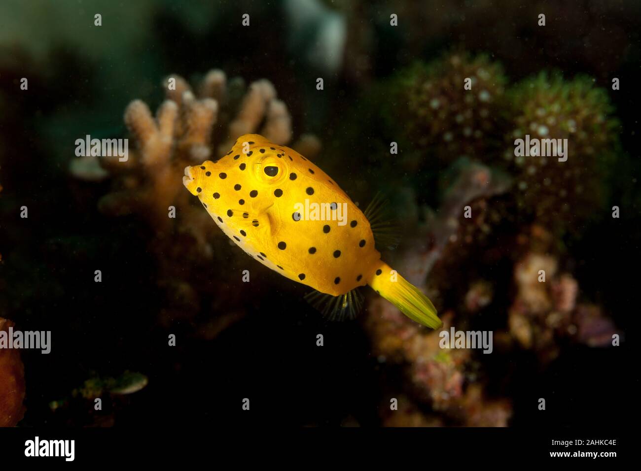 Juvenile Yellow boxfish, Ostracion cubicus Stock Photo - Alamy