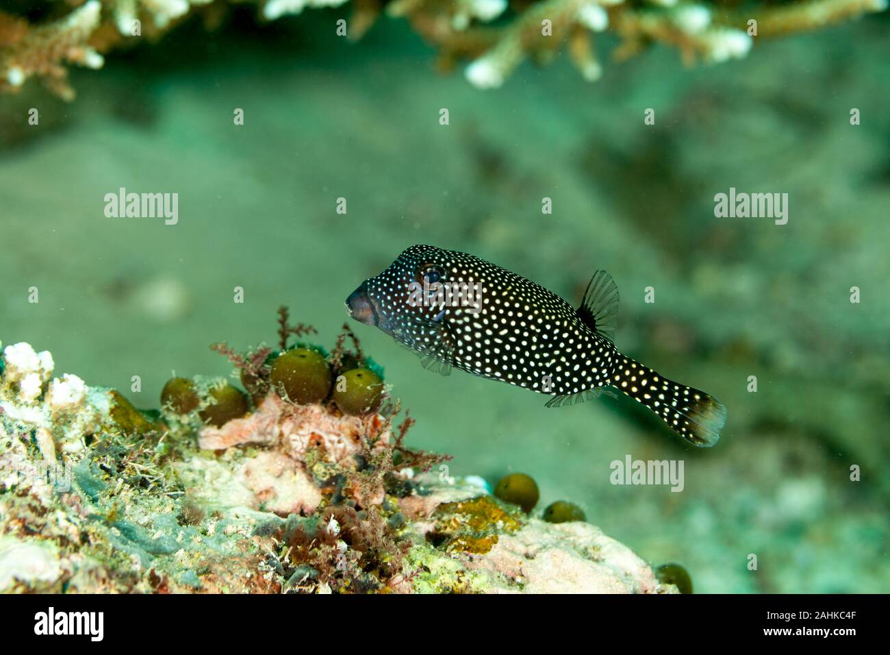 Juvenile White-spotted Boxfish, Ostracion meleagris Stock Photo - Alamy