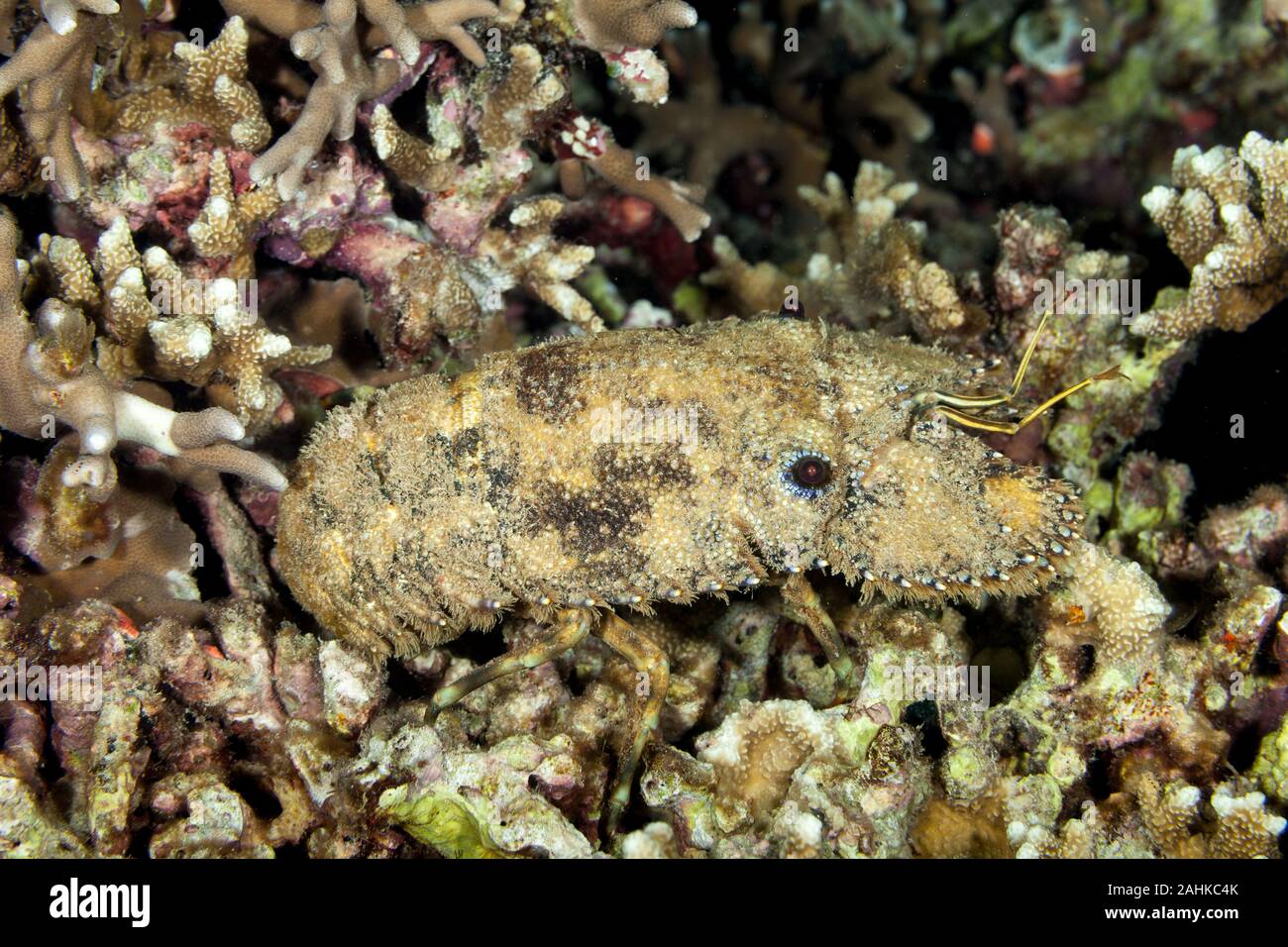 Caledonian Mitten Lobster, Parribacus caledonicus Stock Photo - Alamy