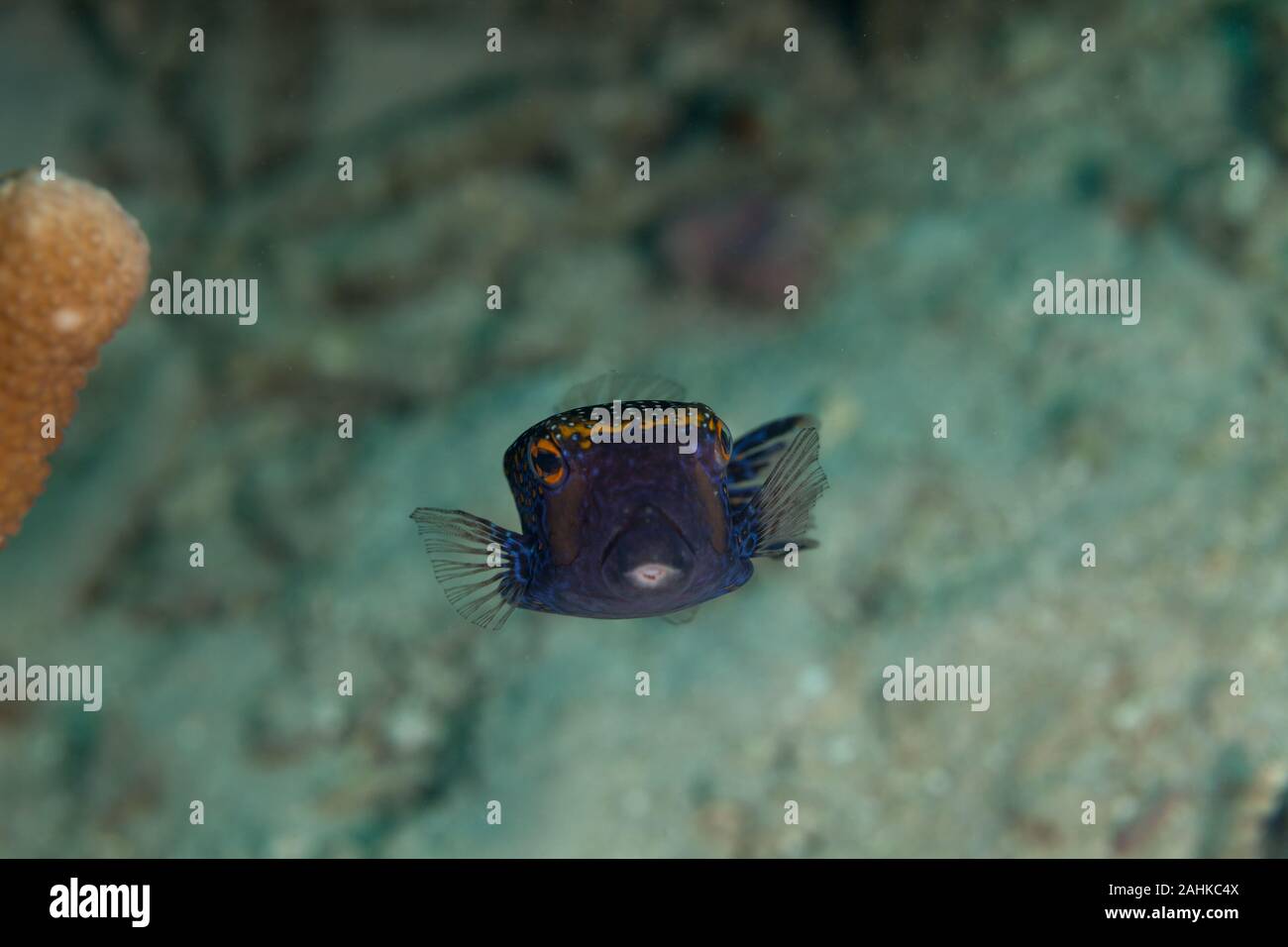White-spotted Boxfish, Ostracion meleagris Stock Photo - Alamy
