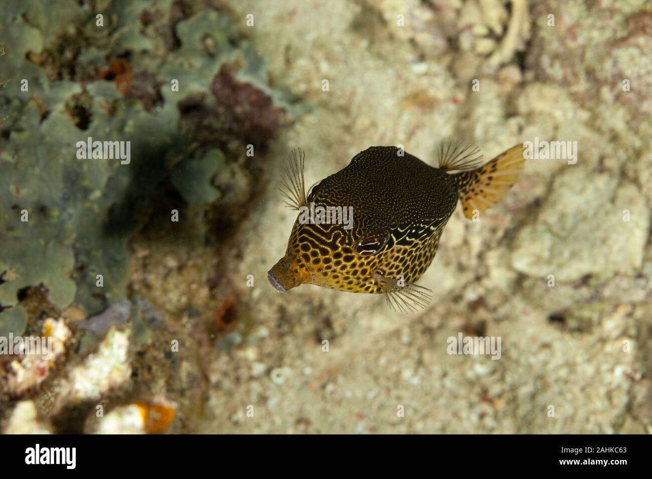 Reticulate boxfish, Ostracion solorensis Stock Photo - Alamy