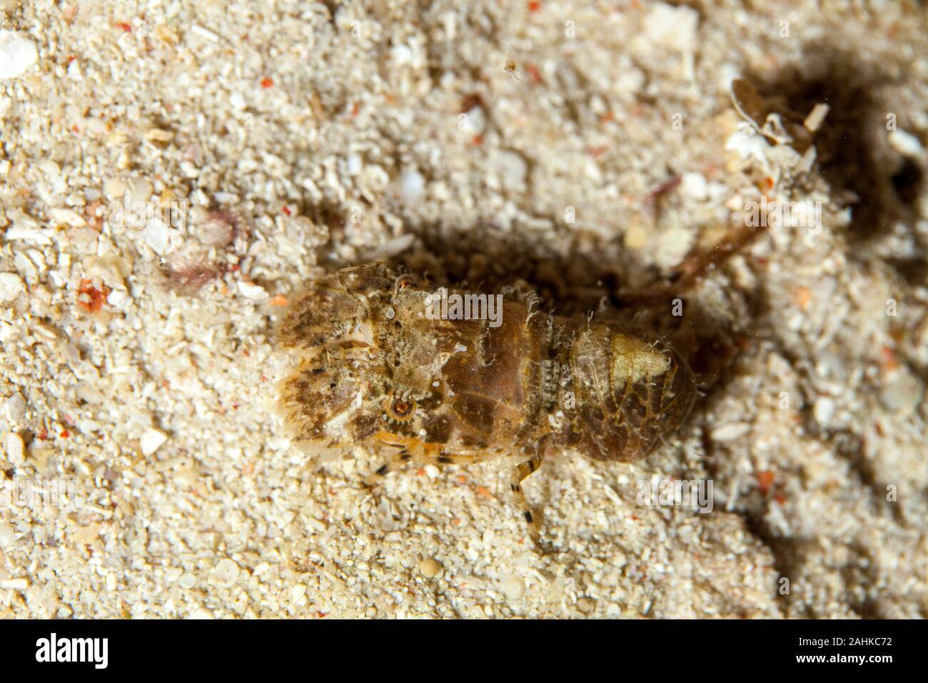 Slipper Lobster, Scyllarus, Scyllarides Stock Photo - Alamy
