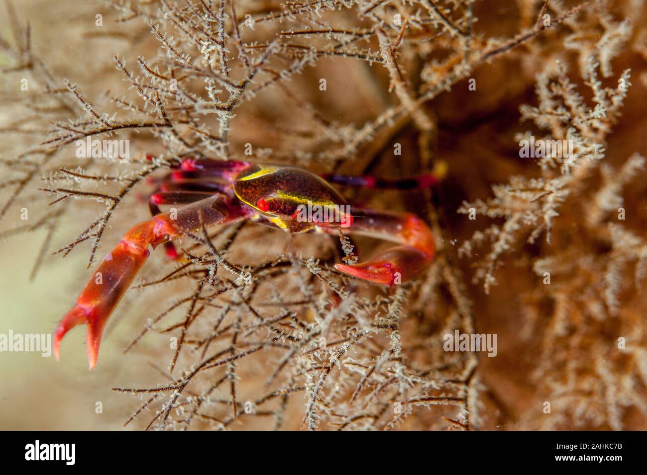 Quadrella hi-res stock photography and images - Alamy