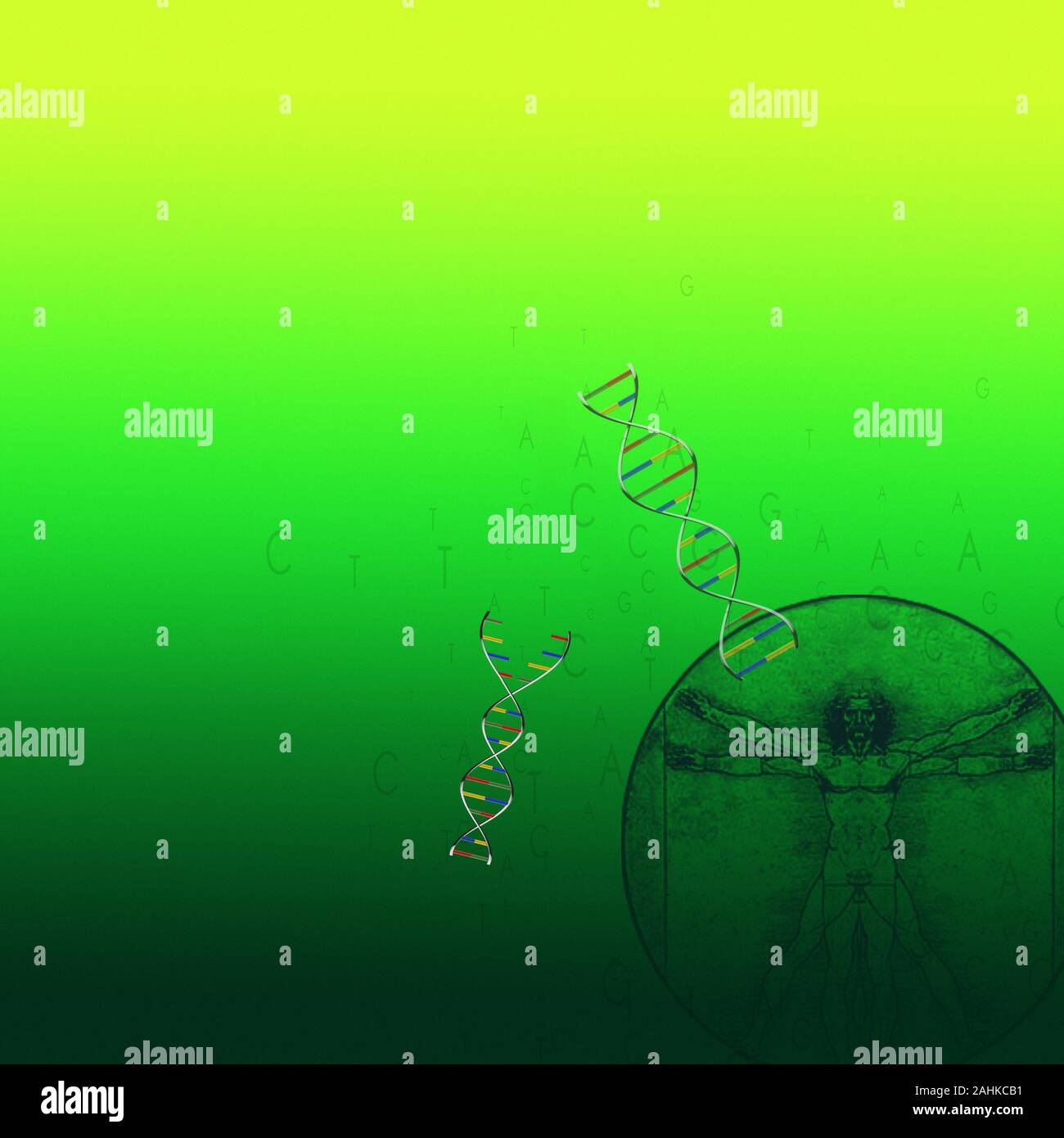 Vitruvian man dna hi-res stock photography and images - Alamy