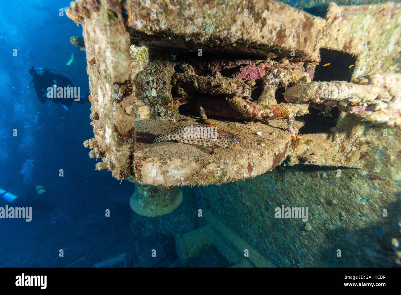 Groupers are fish of any of a number of genera in the subfamily ...