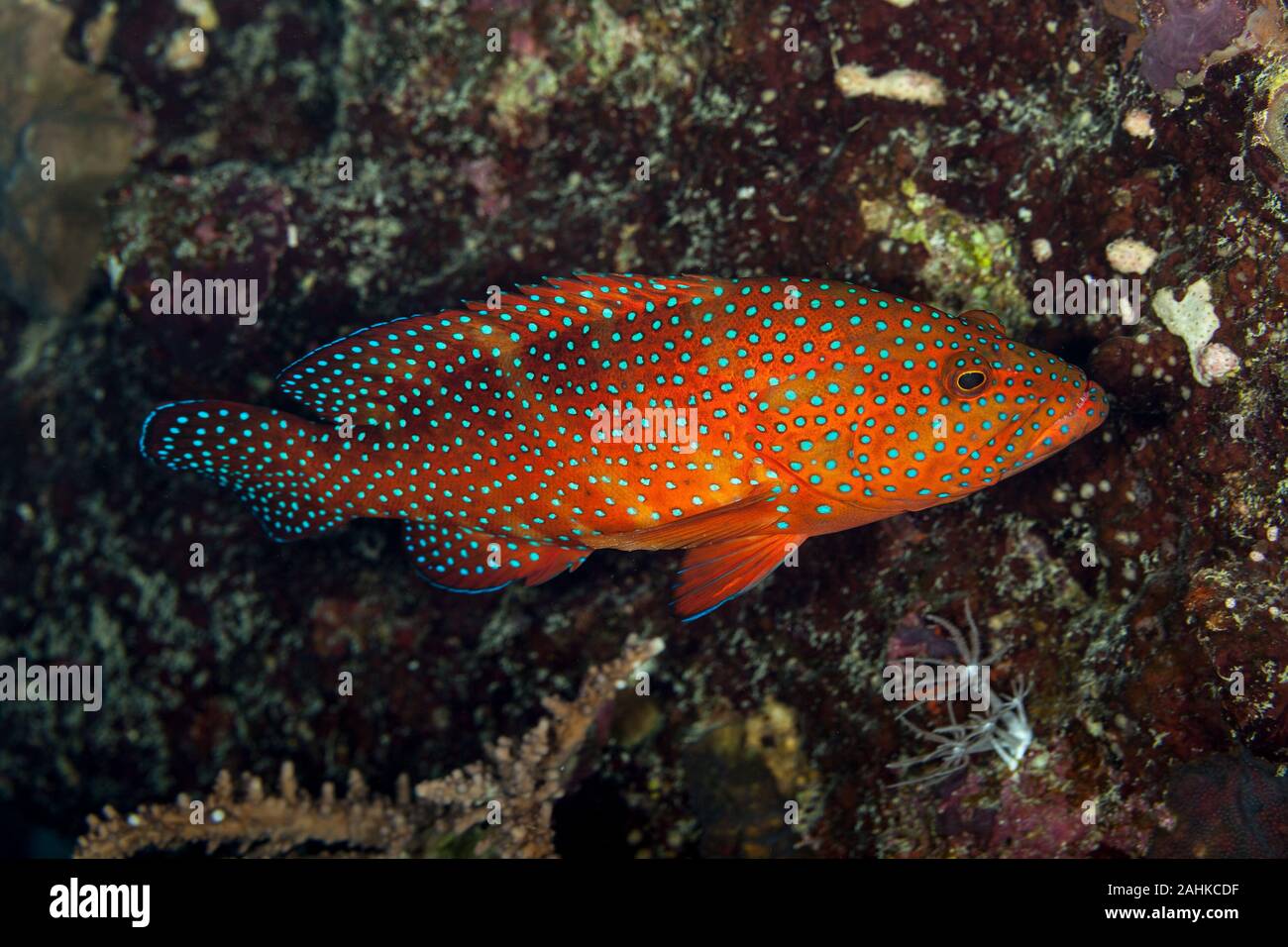 Sea bass family serranidae hi-res stock photography and images - Alamy