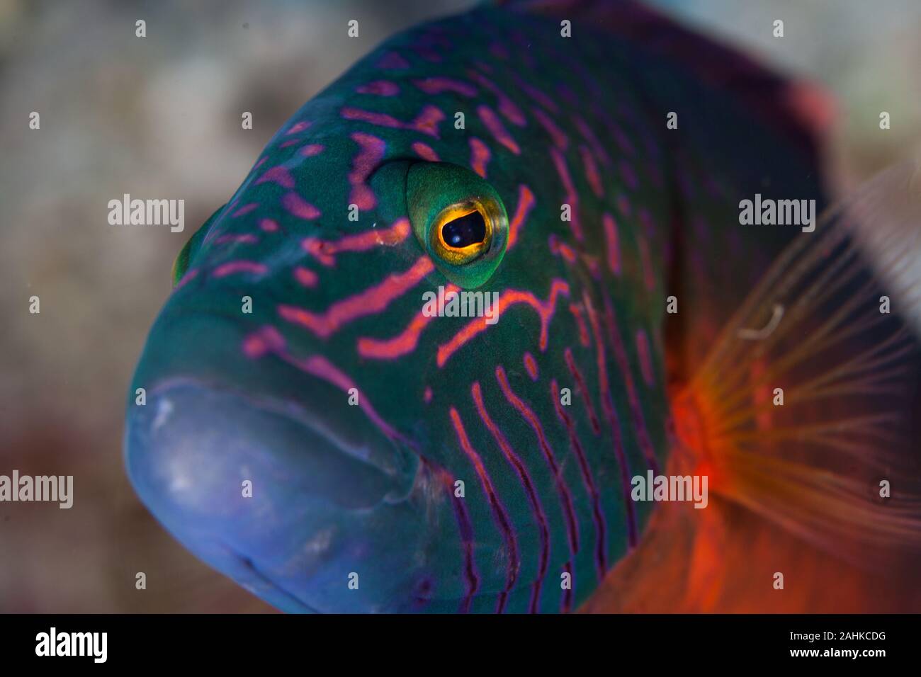 Mero Fish High Resolution Stock Photography and Images - Alamy