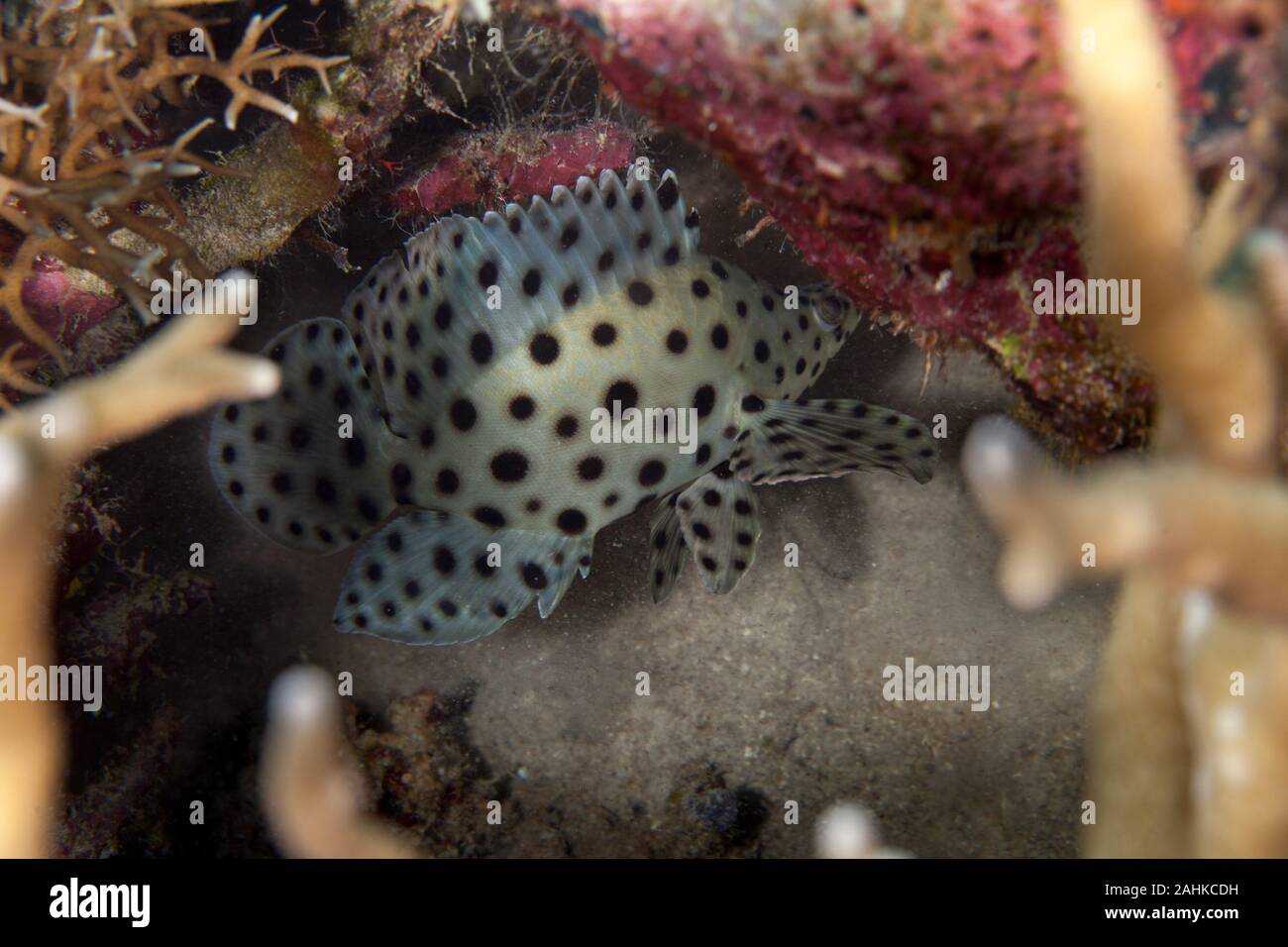 Barramundi, Cromileptes altivelis Stock Photo - Alamy