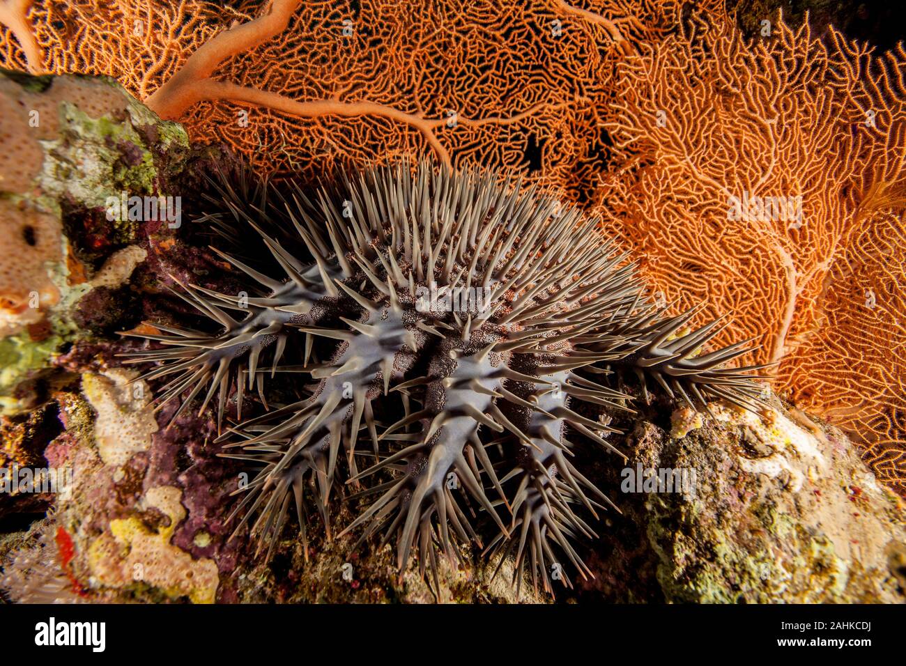 Acanthaster planci red sea hi-res stock photography and images - Alamy