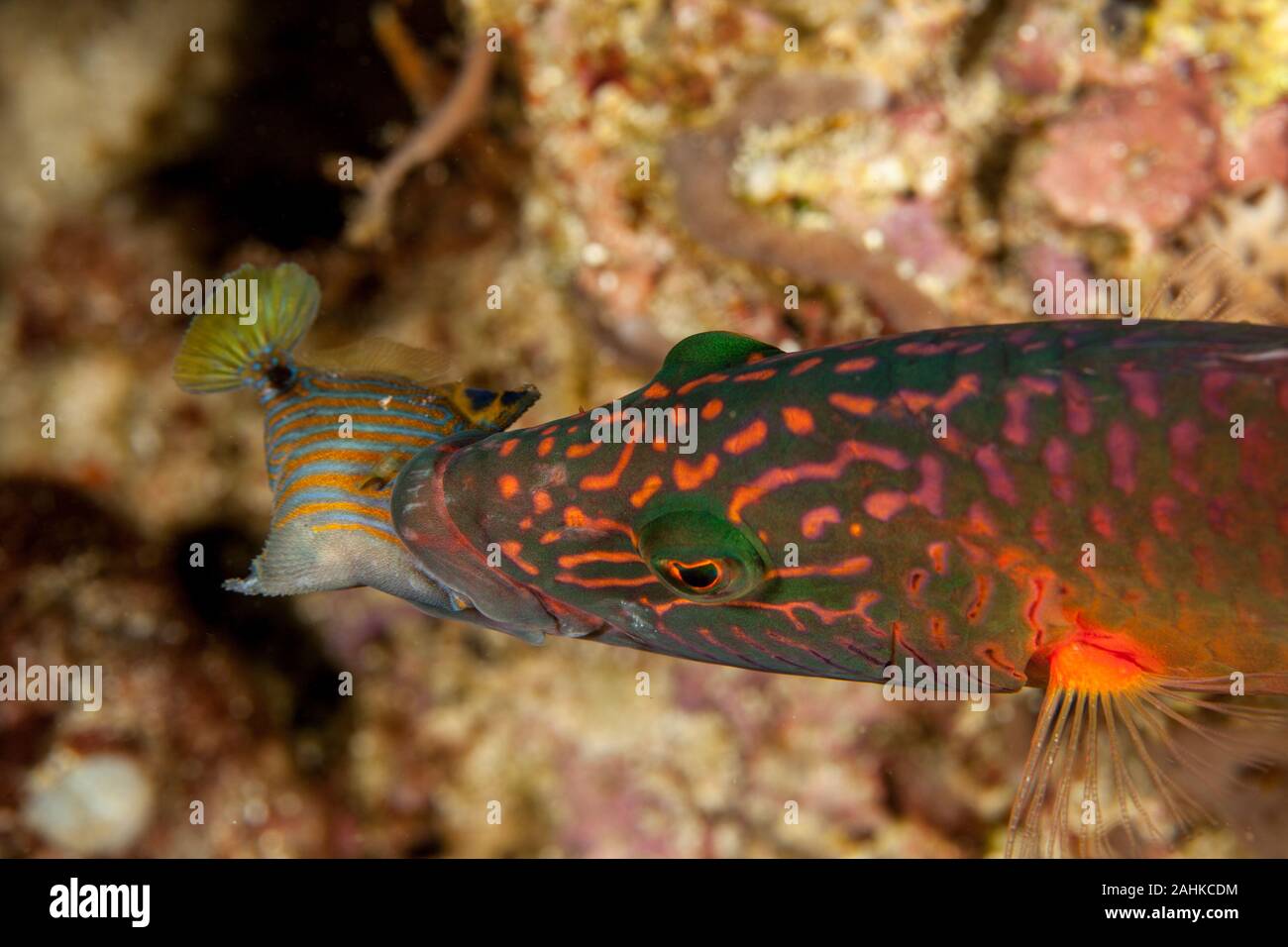 Blue lined grouper hi-res stock photography and images - Alamy