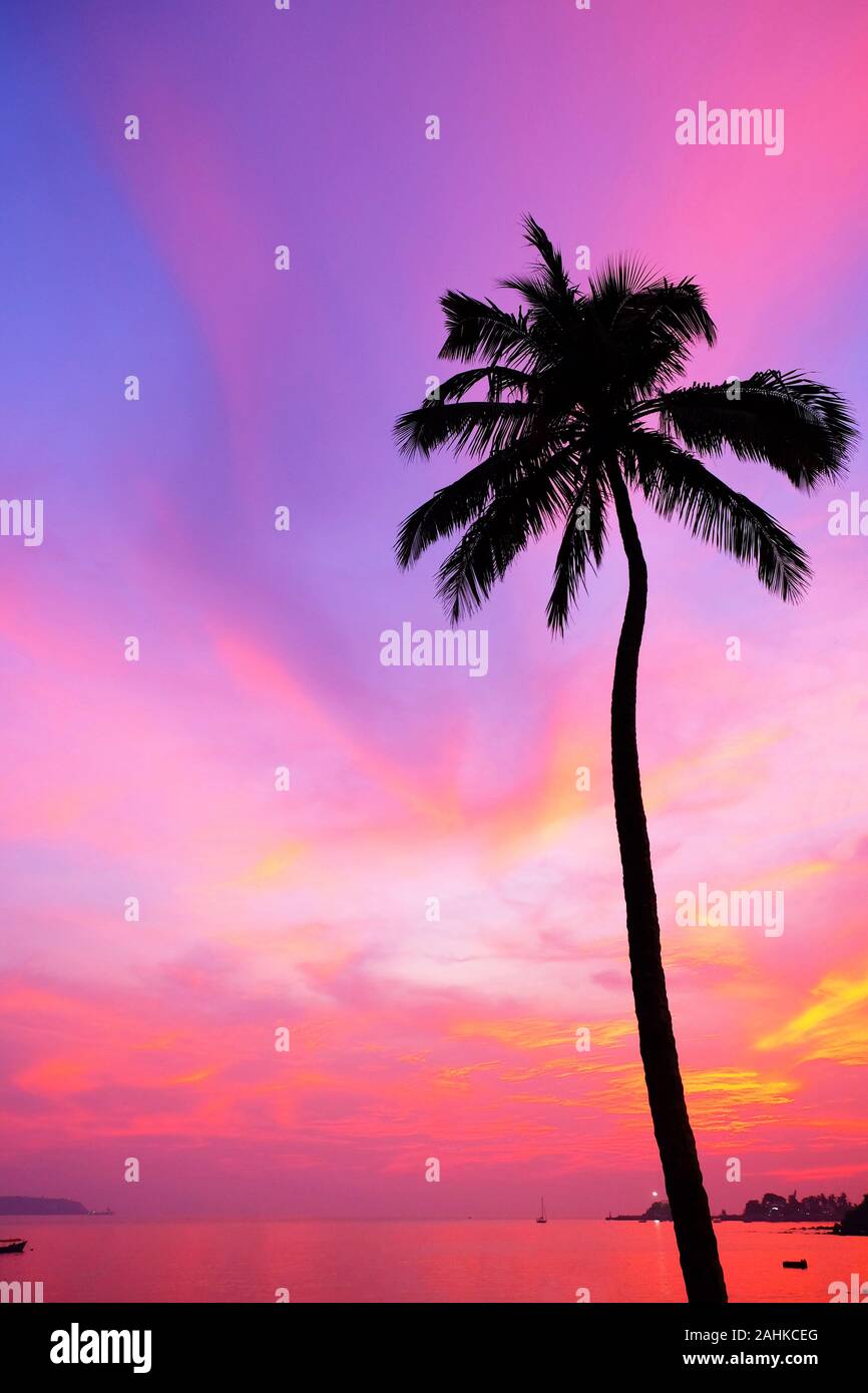 Red palm tree hi-res stock photography and images - Alamy