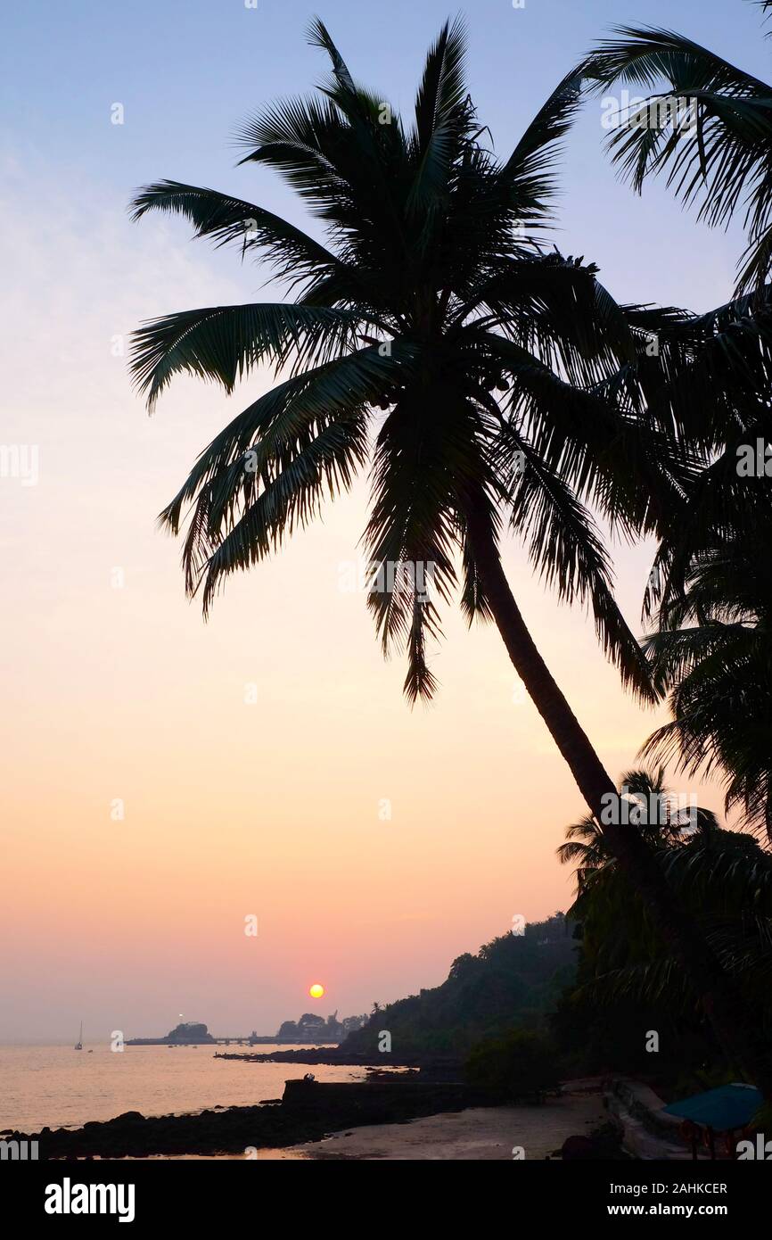 Red palm trees hi-res stock photography and images - Alamy