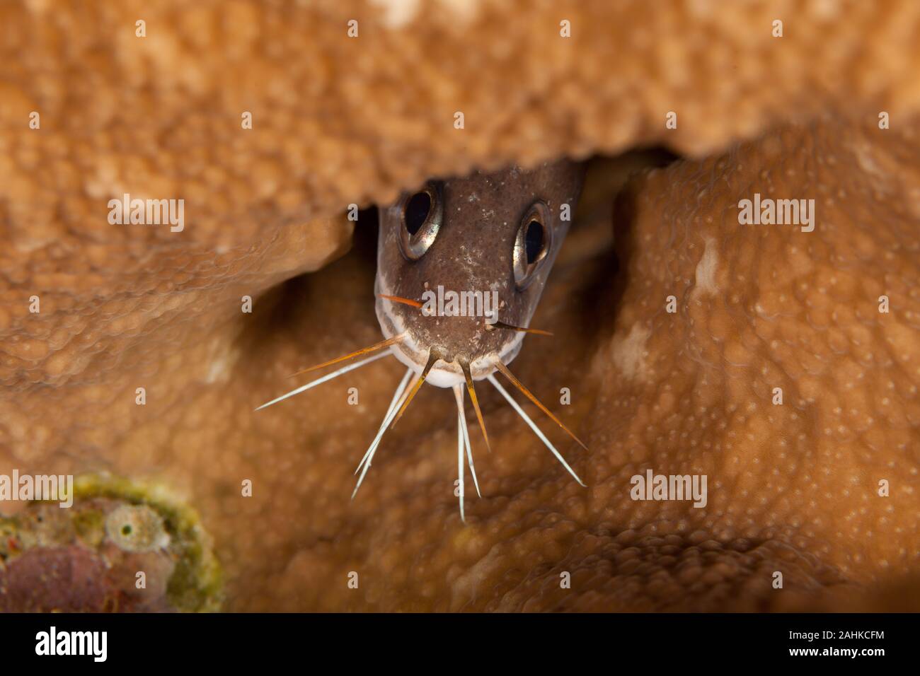 True sea snakes hi-res stock photography and images - Alamy
