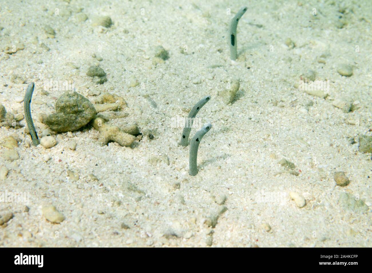Spotted garden eel, Heteroconger hassi Stock Photo - Alamy