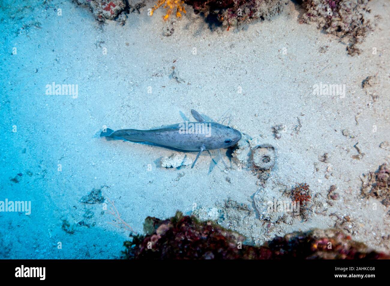 True Eel High Resolution Stock Photography and Images - Alamy