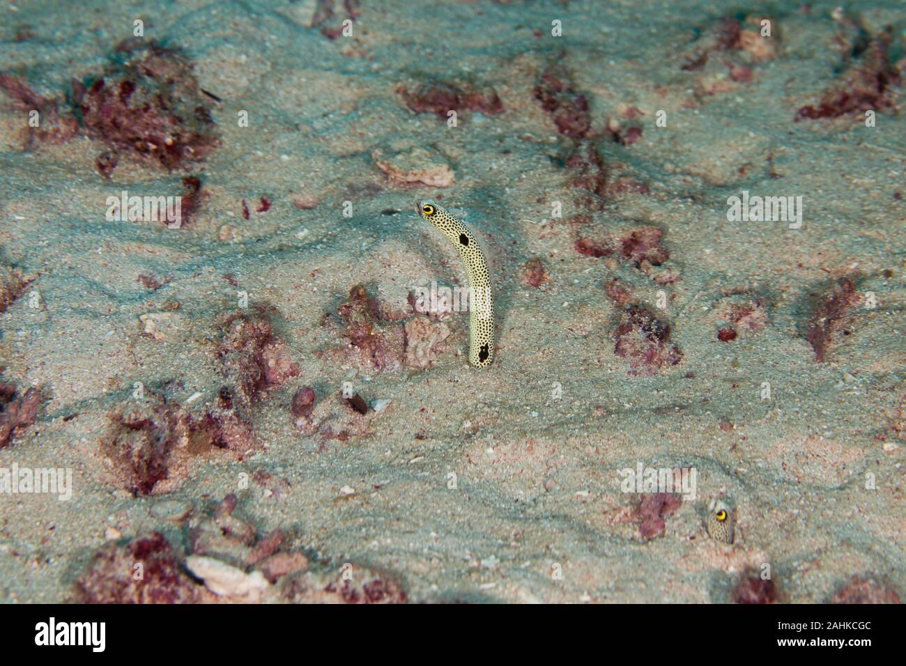 Spotted garden eel, Heteroconger hassi Stock Photo - Alamy