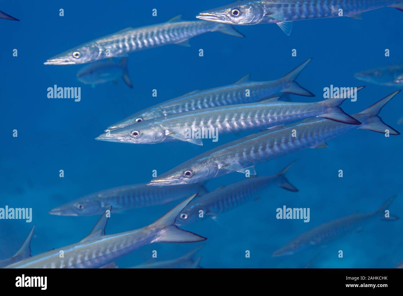 Barracuda, ray-finned fish Stock Photo - Alamy