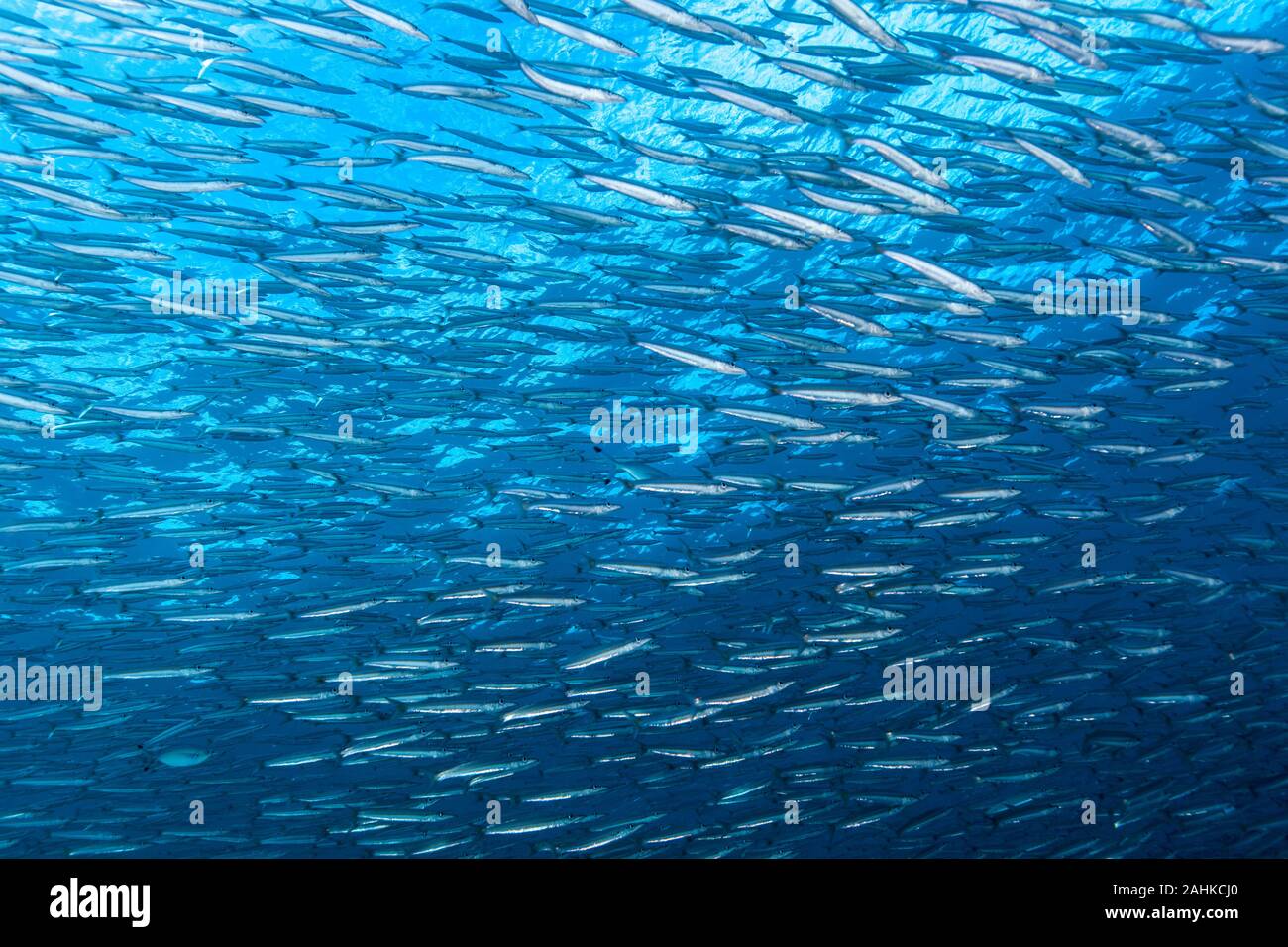 Barracuda school, ray-finned fish Stock Photo - Alamy