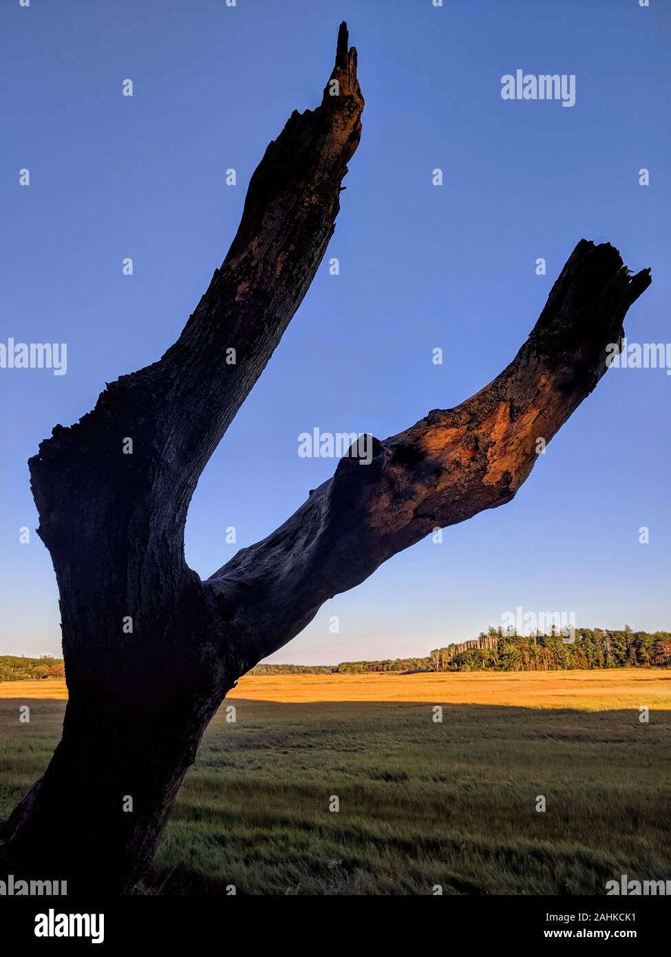 Stump of a Tree with a Forked Branch Stock Photo - Alamy