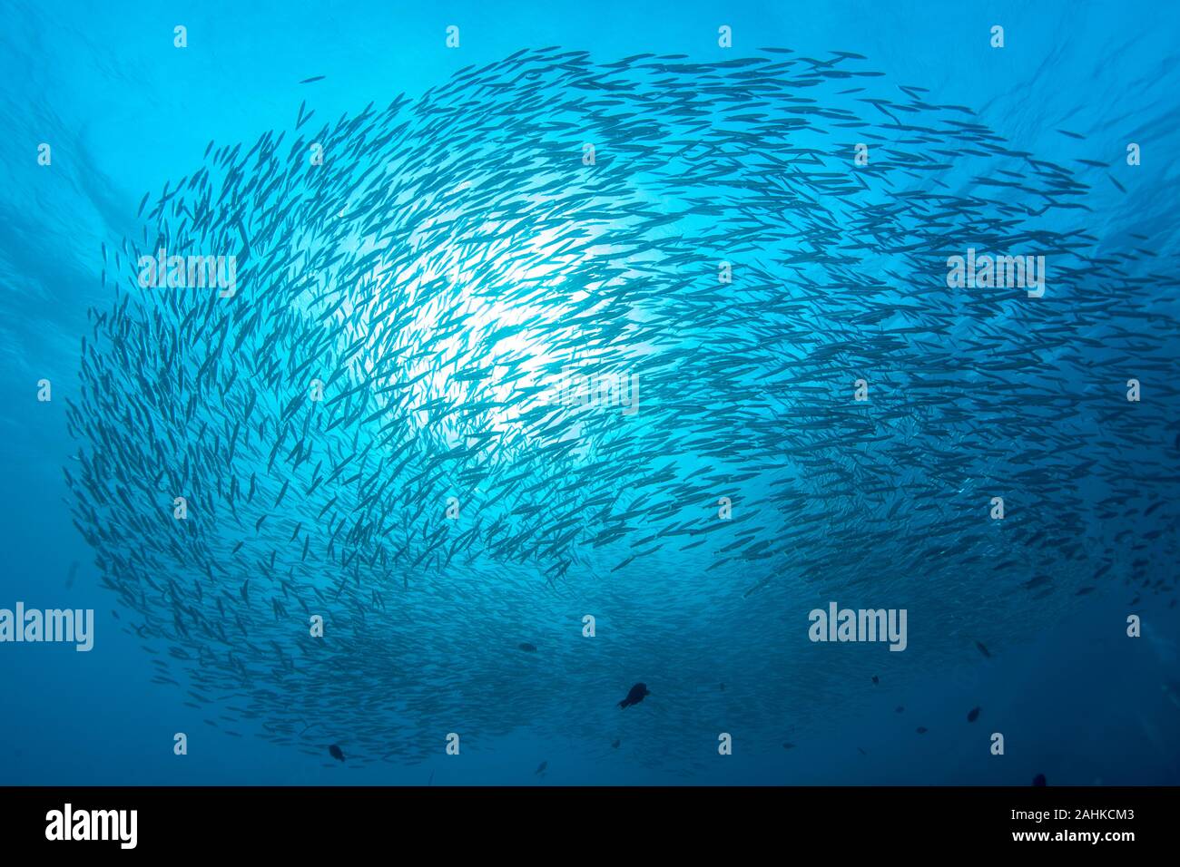 Barracuda school, ray-finned fish Stock Photo - Alamy