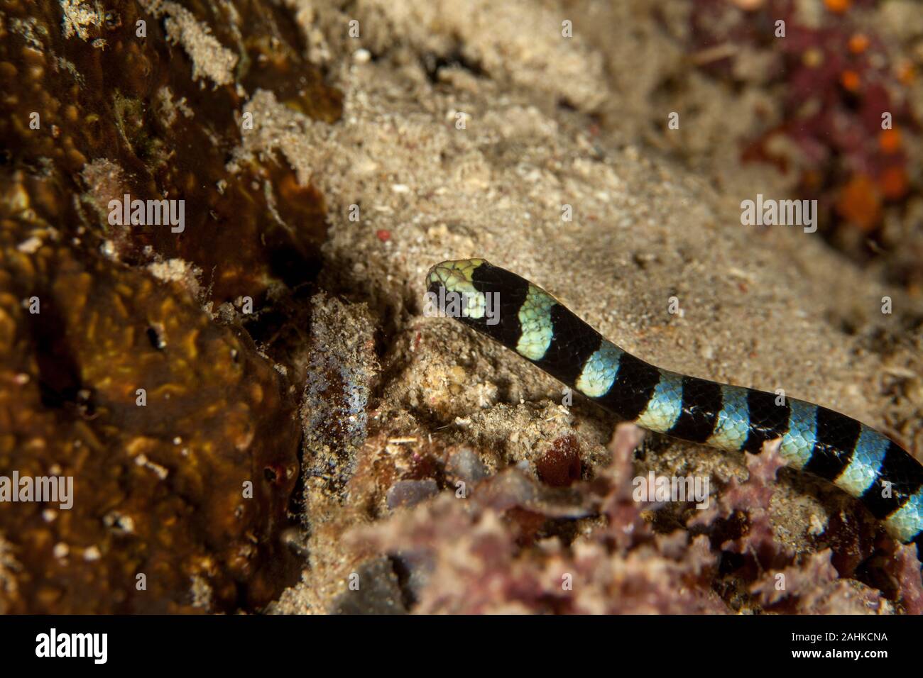 banded sea krait, Laticauda colubrina, sea serpent Stock Photo - Alamy