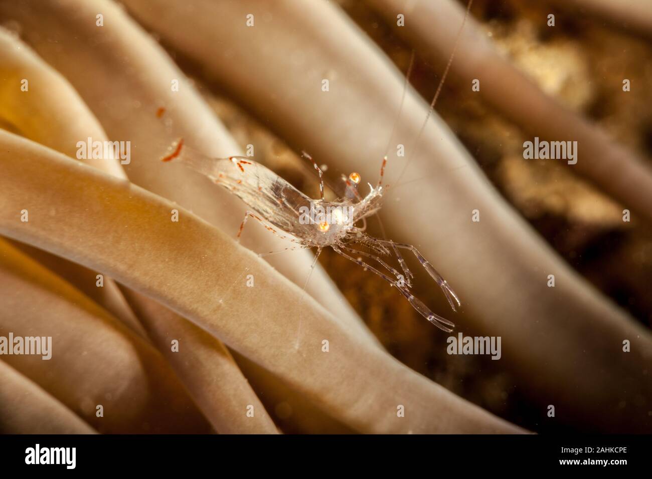 Cryptic shrimp hi-res stock photography and images - Alamy