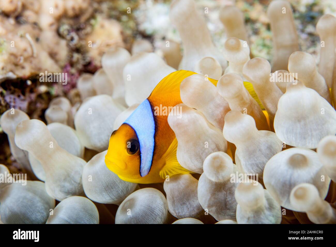 Clownfish or anemonefish are fishes from the subfamily Amphiprioninae ...