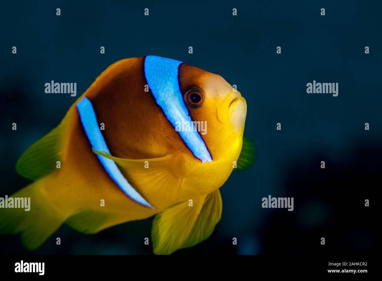 Clownfish or anemonefish are fishes from the subfamily Amphiprioninae ...