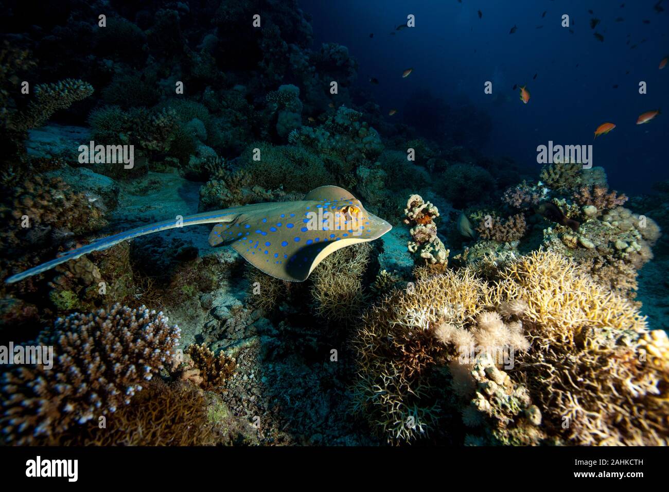 Kuhls ray hi-res stock photography and images - Alamy