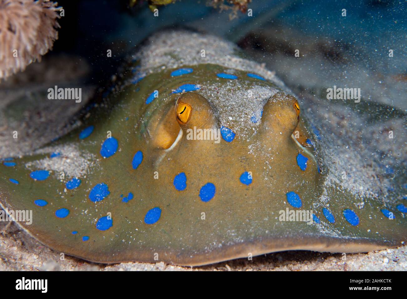 bluespotted stingray, Neotrygon kuhlii, Dasyatis kuhlii, also known as ...