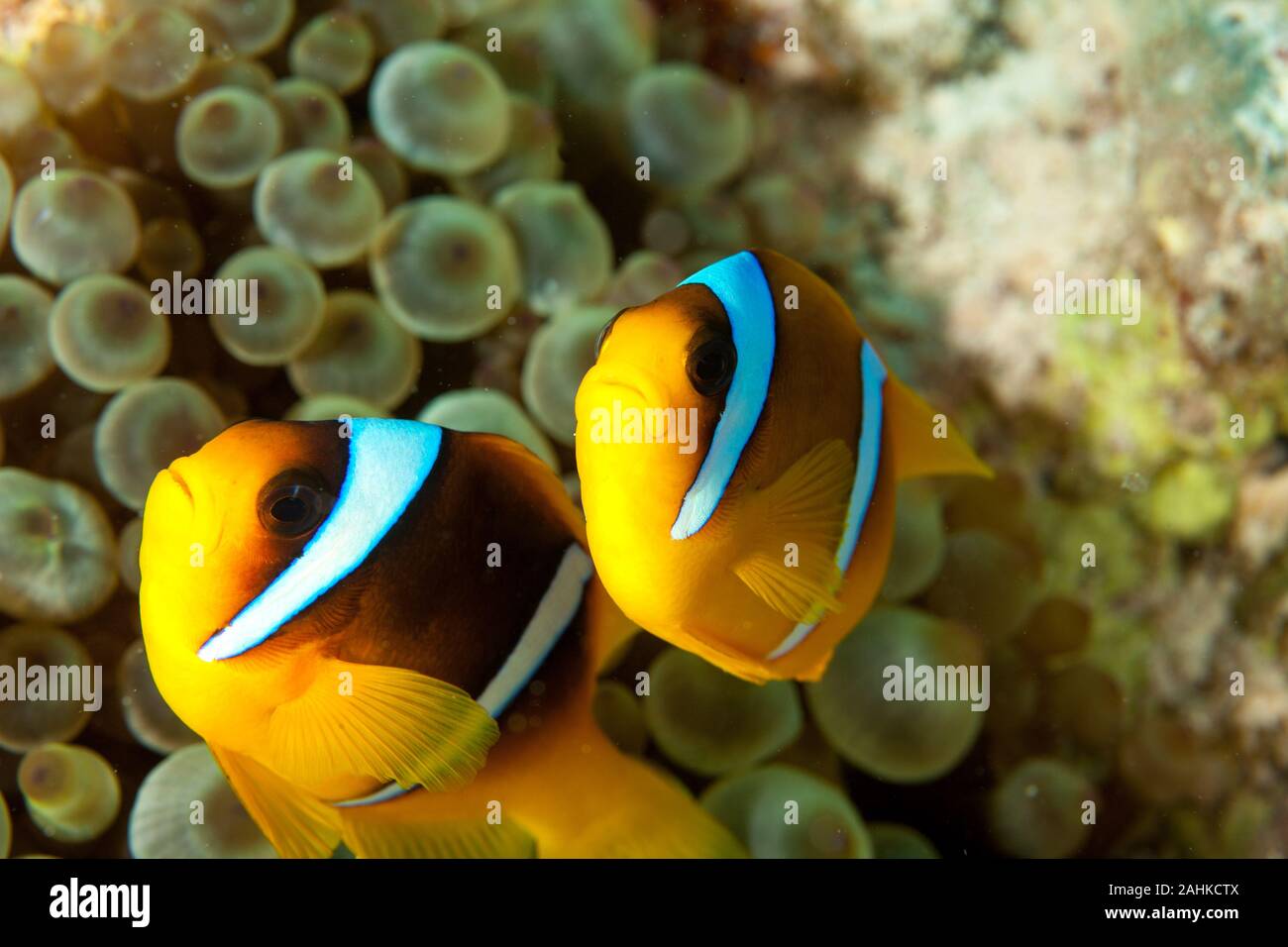 Clownfish or anemonefish are fishes from the subfamily Amphiprioninae ...