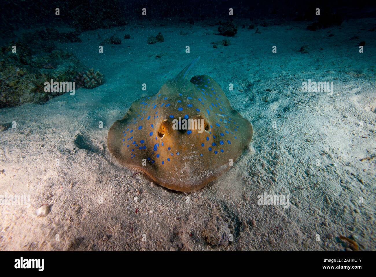 bluespotted stingray, Neotrygon kuhlii, Dasyatis kuhlii, also known as ...