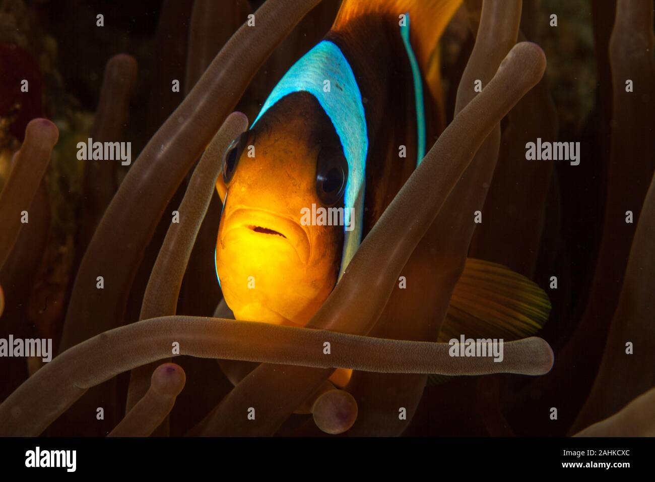 Clownfish or anemonefish are fishes from the subfamily Amphiprioninae ...