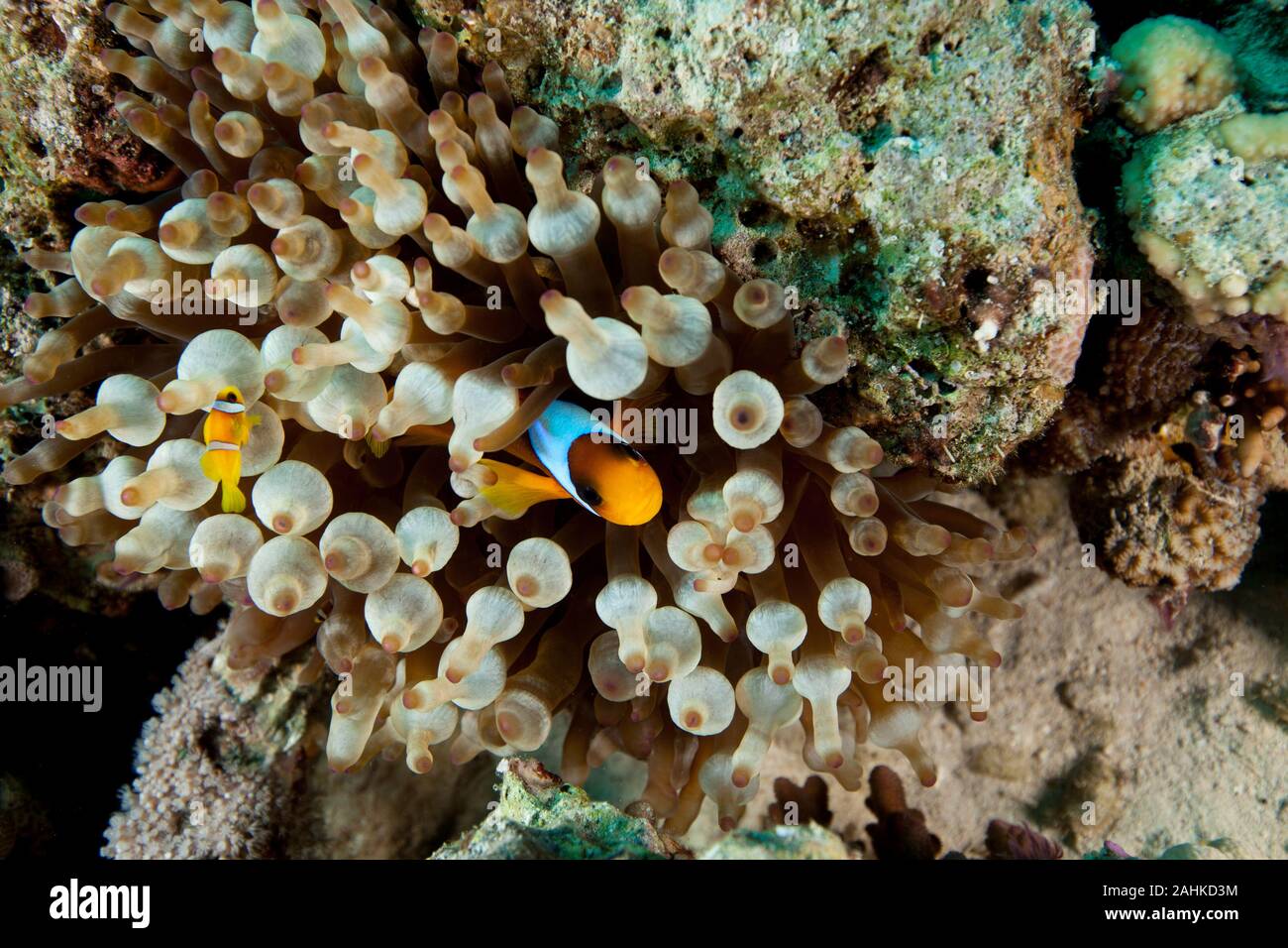 Clownfish or anemonefish are fishes from the subfamily Amphiprioninae ...