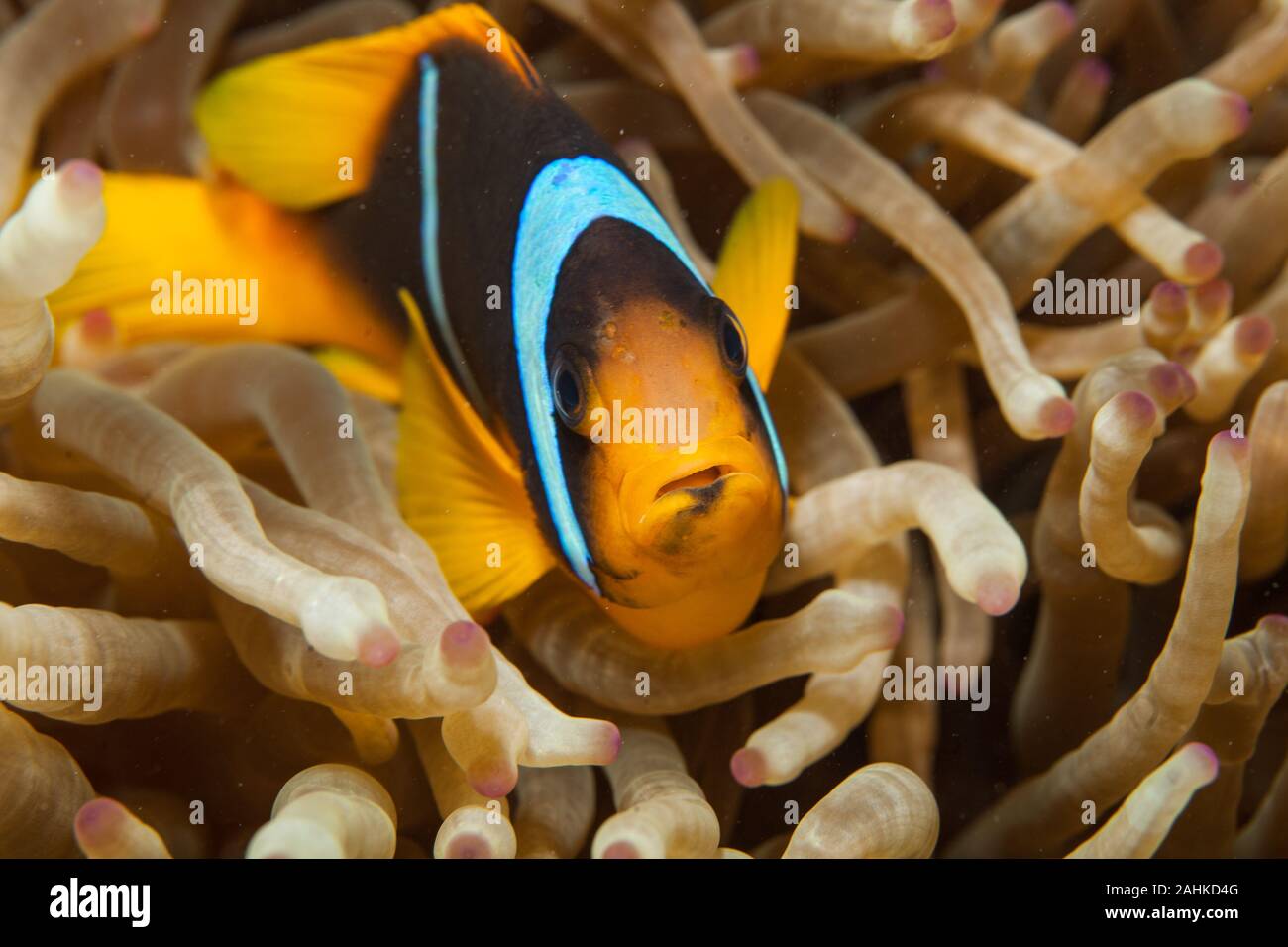 Clownfish or anemonefish are fishes from the subfamily Amphiprioninae ...